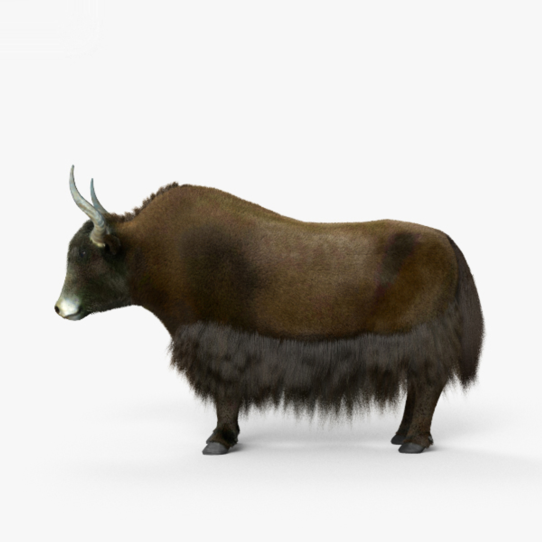 Yak 3D model - TurboSquid 1484347