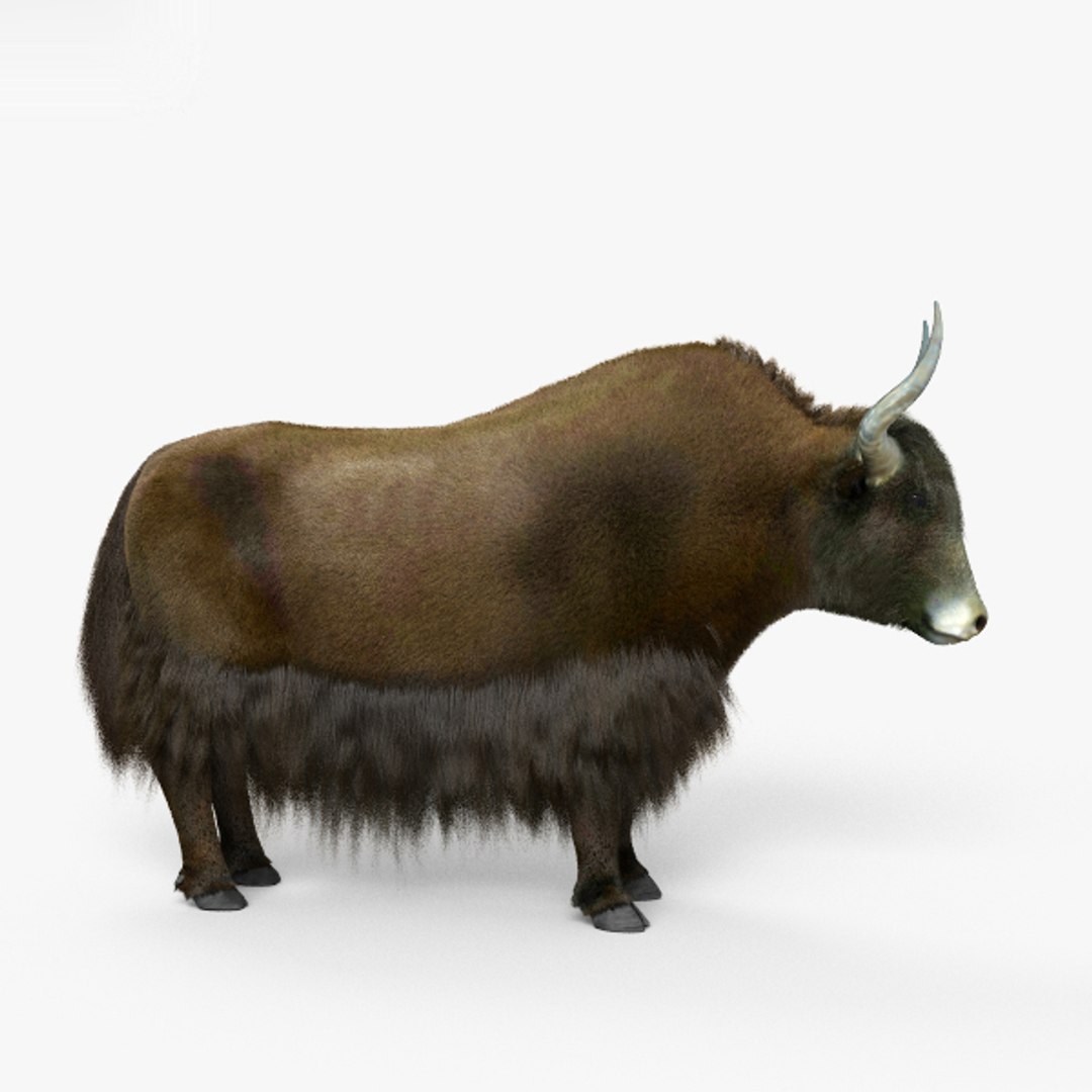 Yak 3D model - TurboSquid 1484347