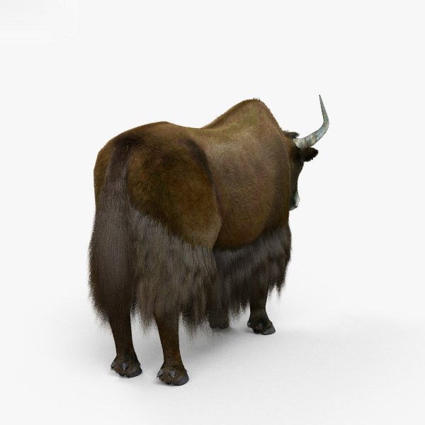 Yak 3D model - TurboSquid 1484347