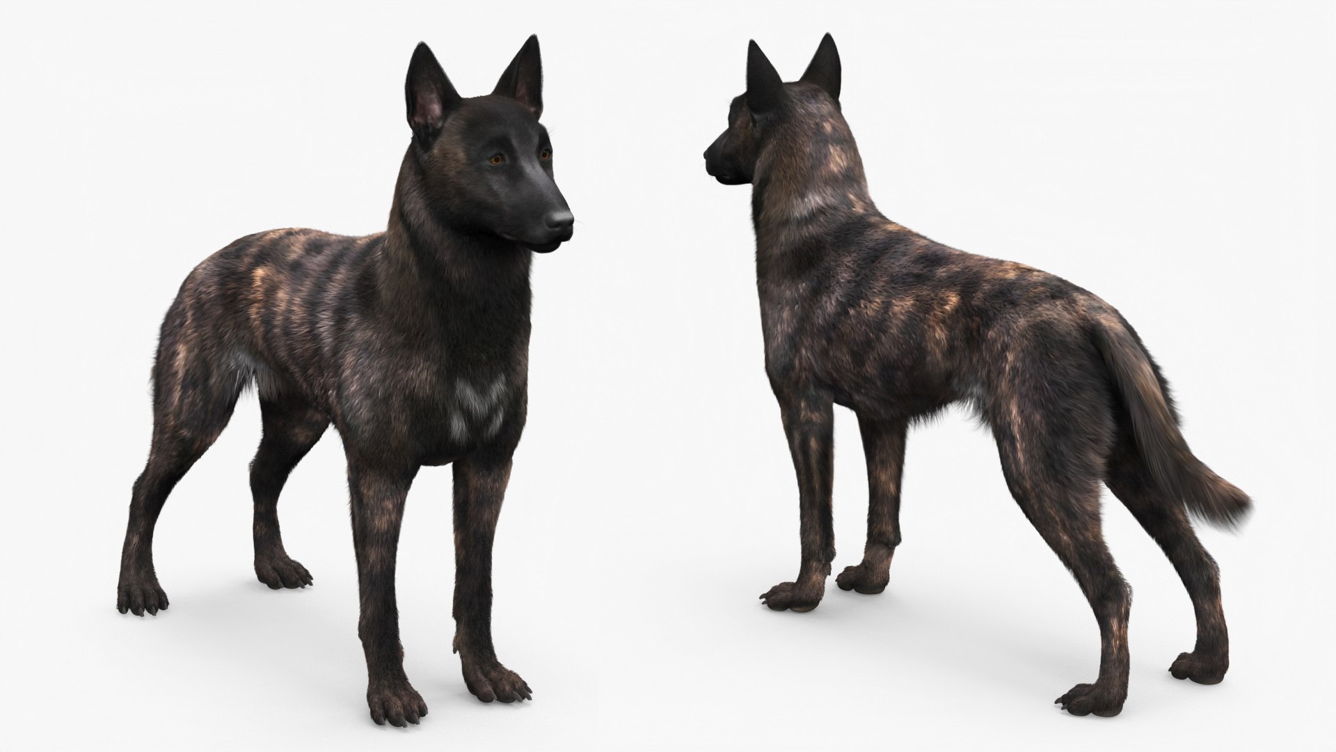 Dog Dutch Shepherd Fur Rigged For Maya Model - TurboSquid 2474976