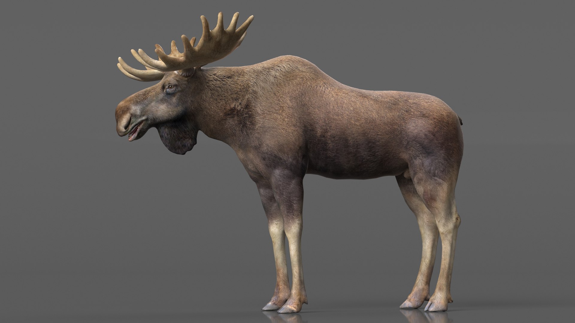 3D Moose No Fur - TurboSquid 2088909