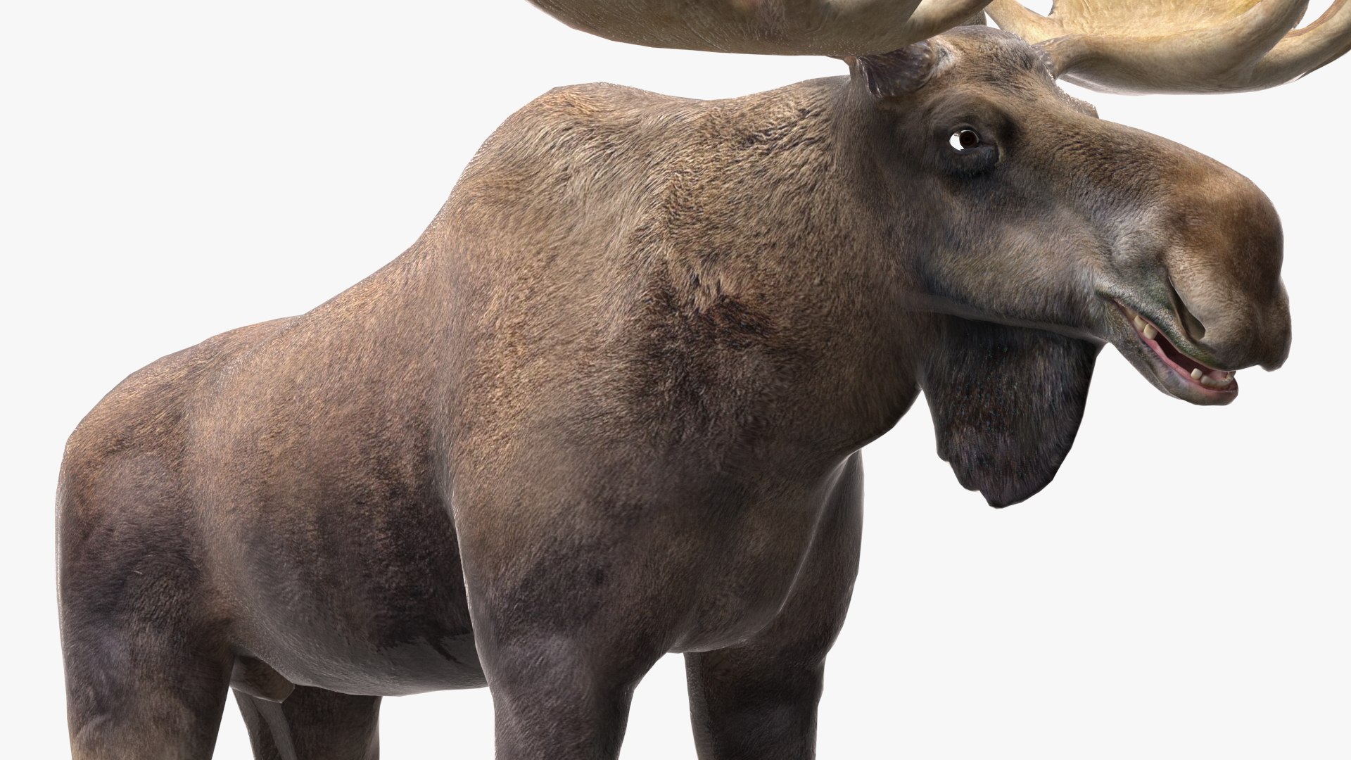 3D Moose No Fur - TurboSquid 2088909