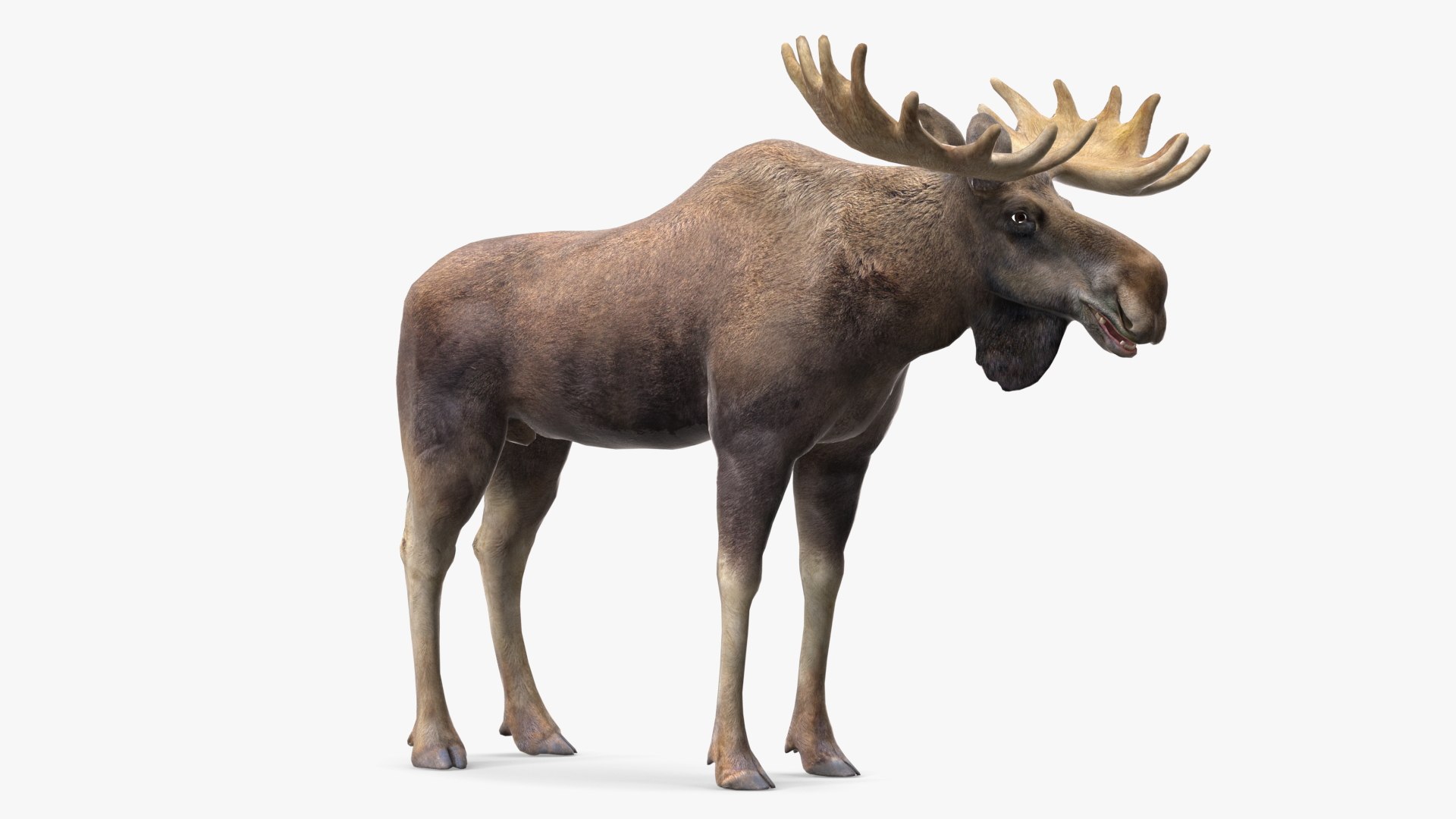 3D Moose No Fur - TurboSquid 2088909