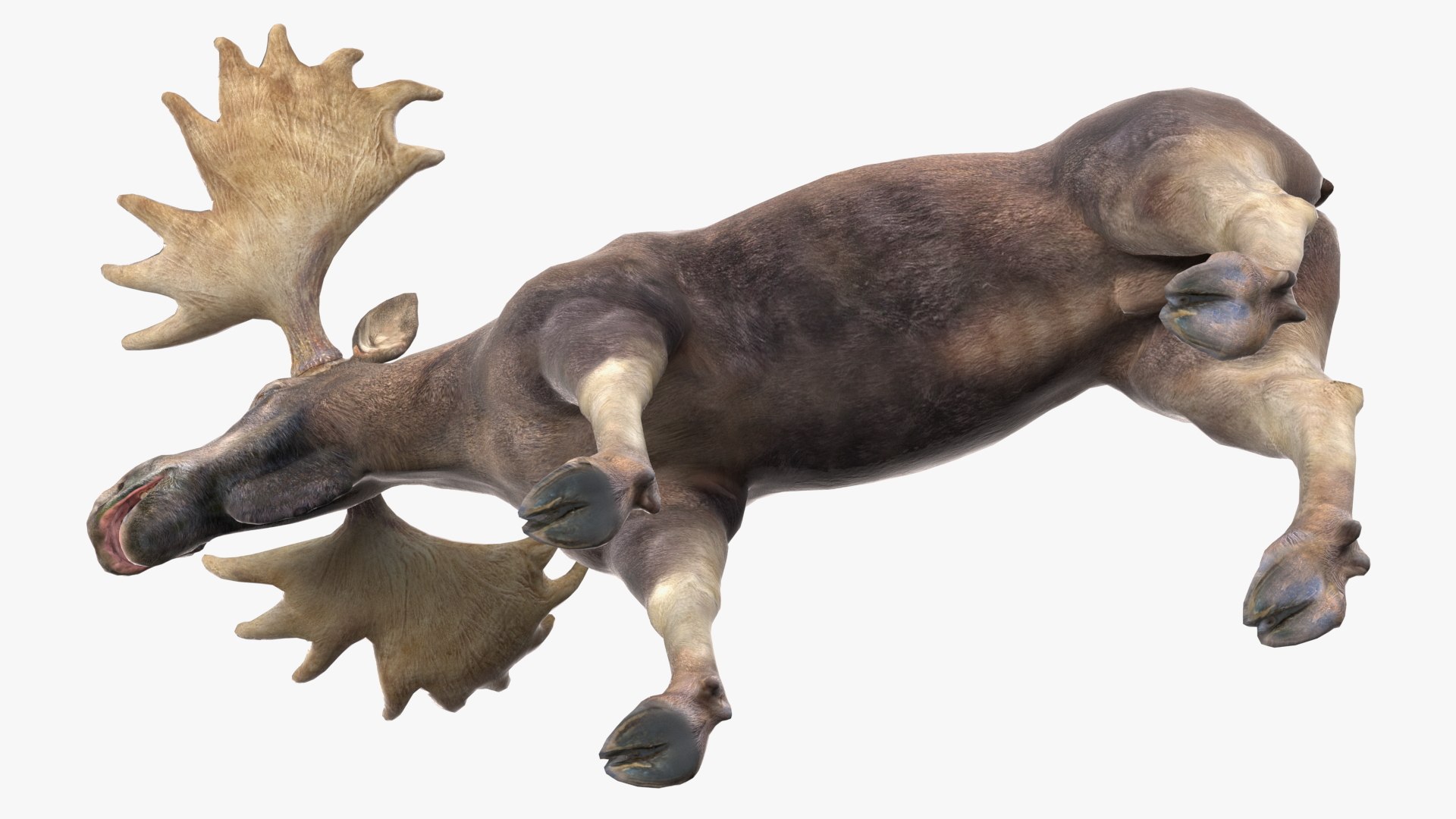 3D Moose No Fur - TurboSquid 2088909