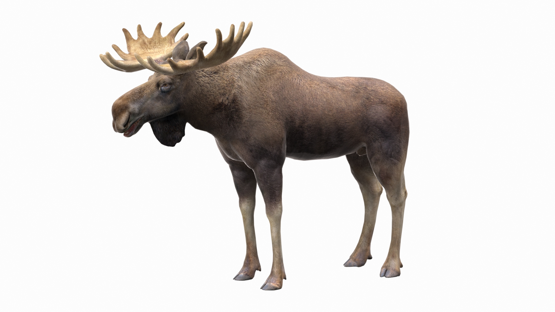 3D Moose No Fur - TurboSquid 2088909