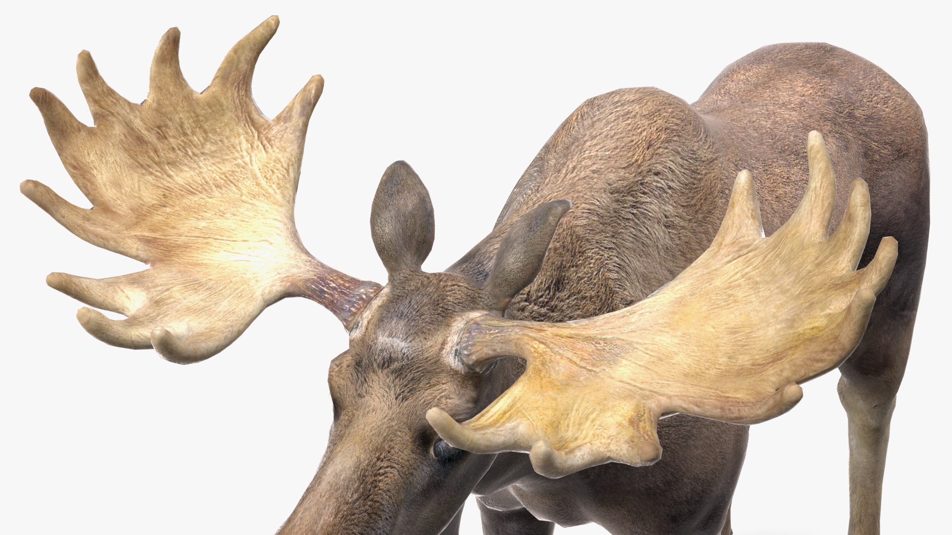 3D Moose No Fur - TurboSquid 2088909
