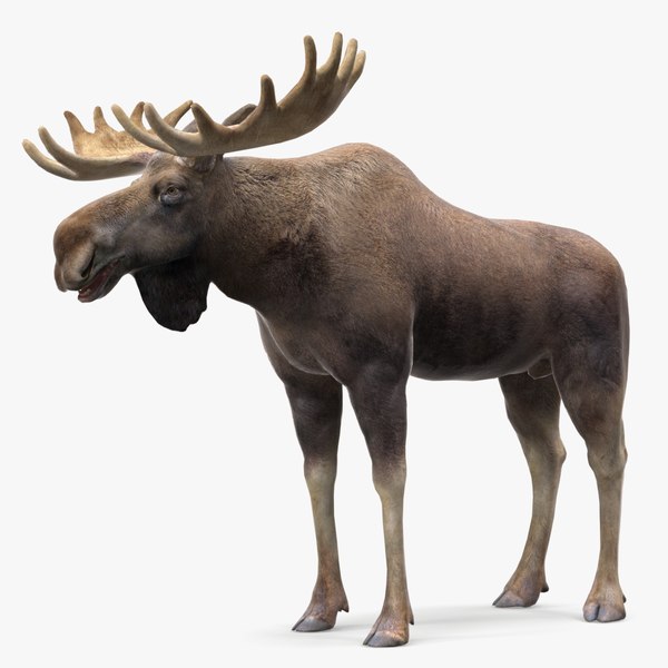 modelo 3d Moose No Fur - TurboSquid 2088909