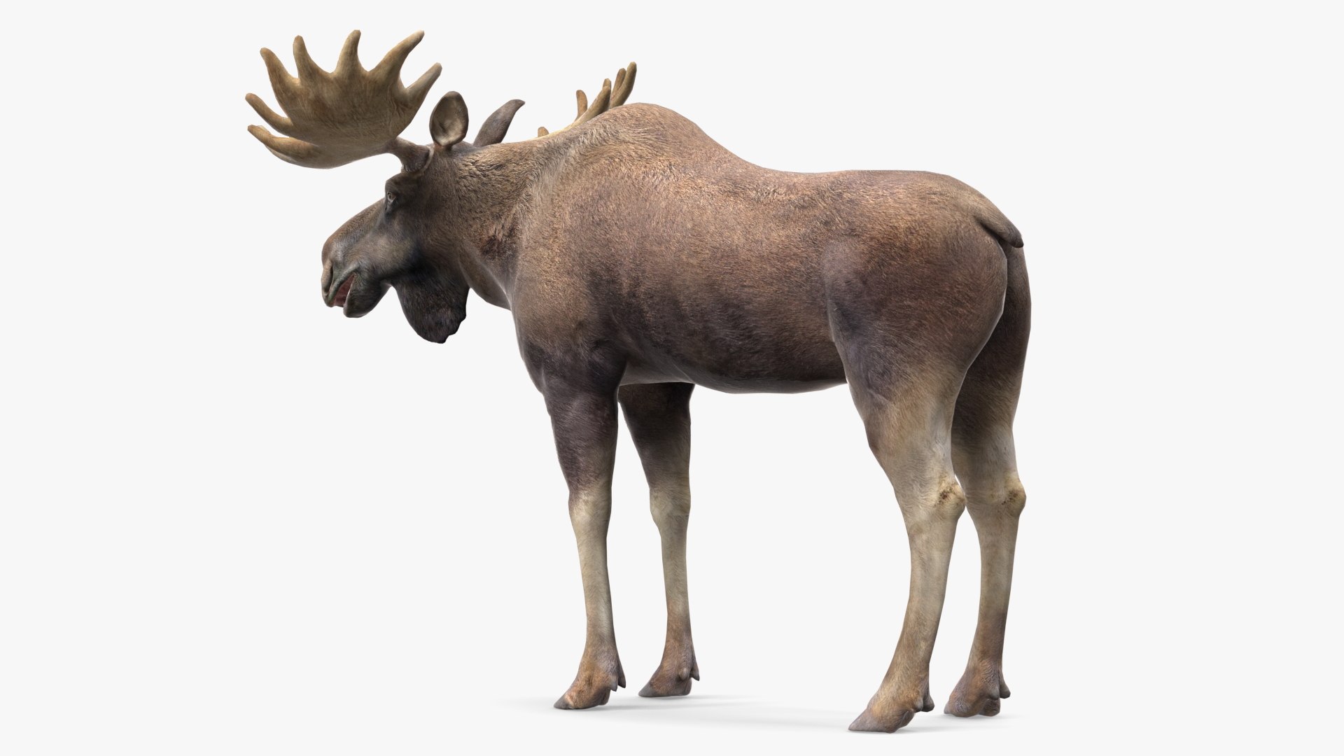 3D Moose No Fur - TurboSquid 2088909