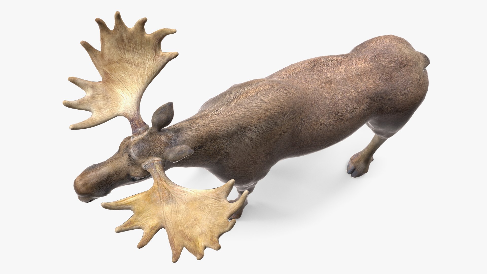 3D Moose No Fur - TurboSquid 2088909