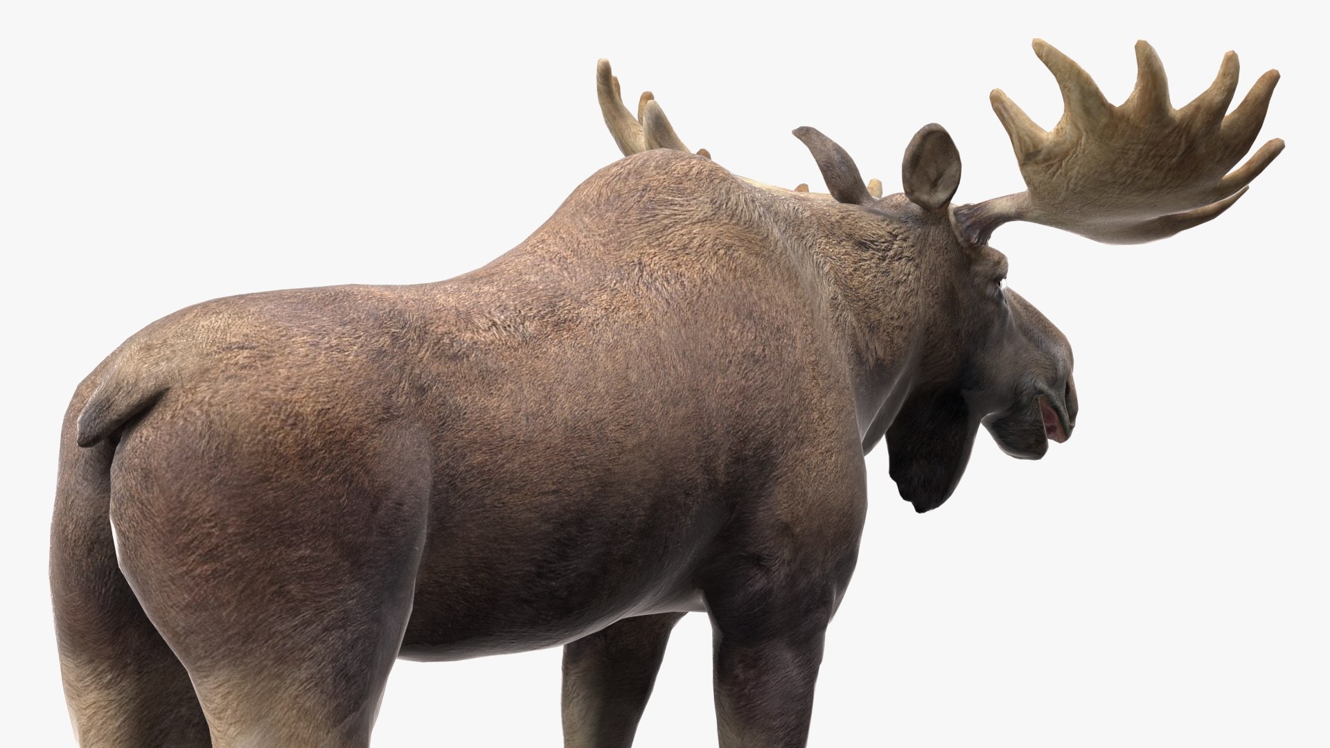 3D Moose No Fur - TurboSquid 2088909