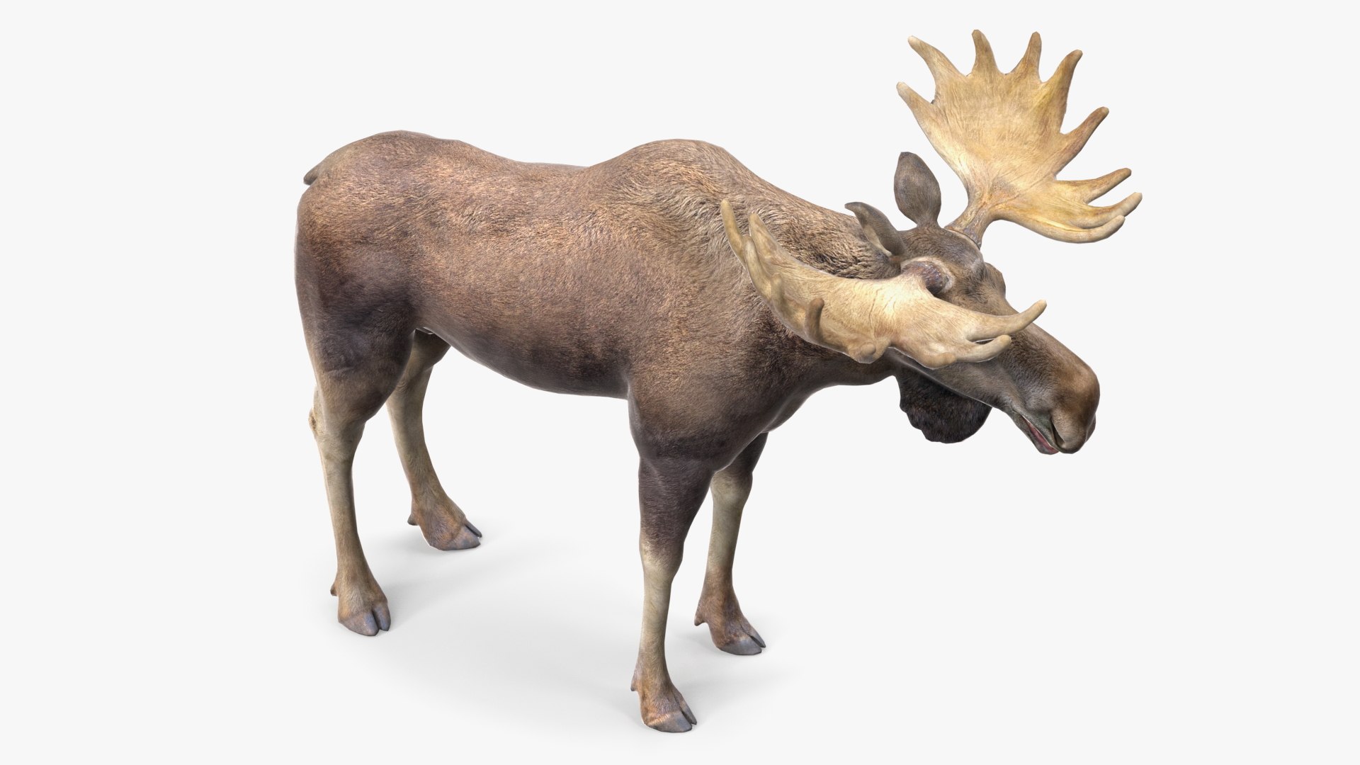 3D Moose No Fur - TurboSquid 2088909