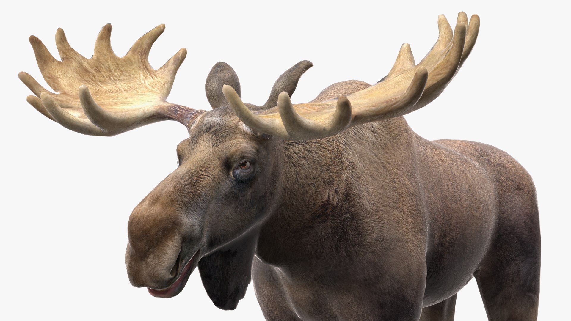 3D Moose No Fur - TurboSquid 2088909