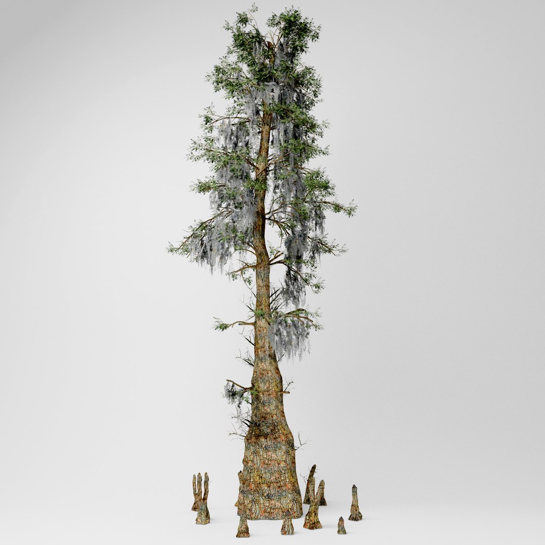 3D bald cypress tree - TurboSquid 1519874
