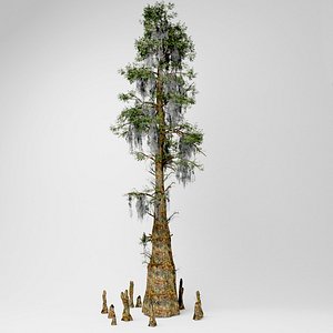 Bald cypress tree 3D model - TurboSquid 1523644