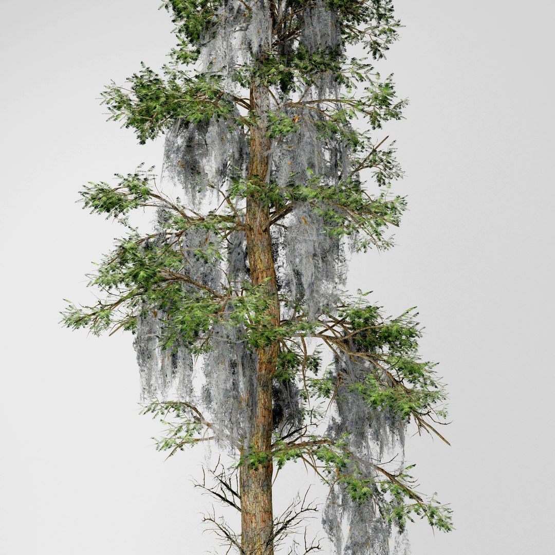 3D bald cypress tree - TurboSquid 1519874