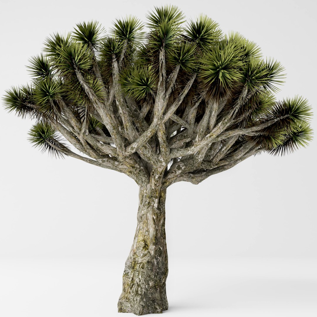 Dracaena 3D Model - TurboSquid 1405972