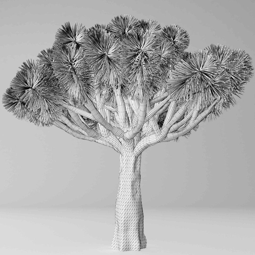Dracaena 3D Model - TurboSquid 1405972