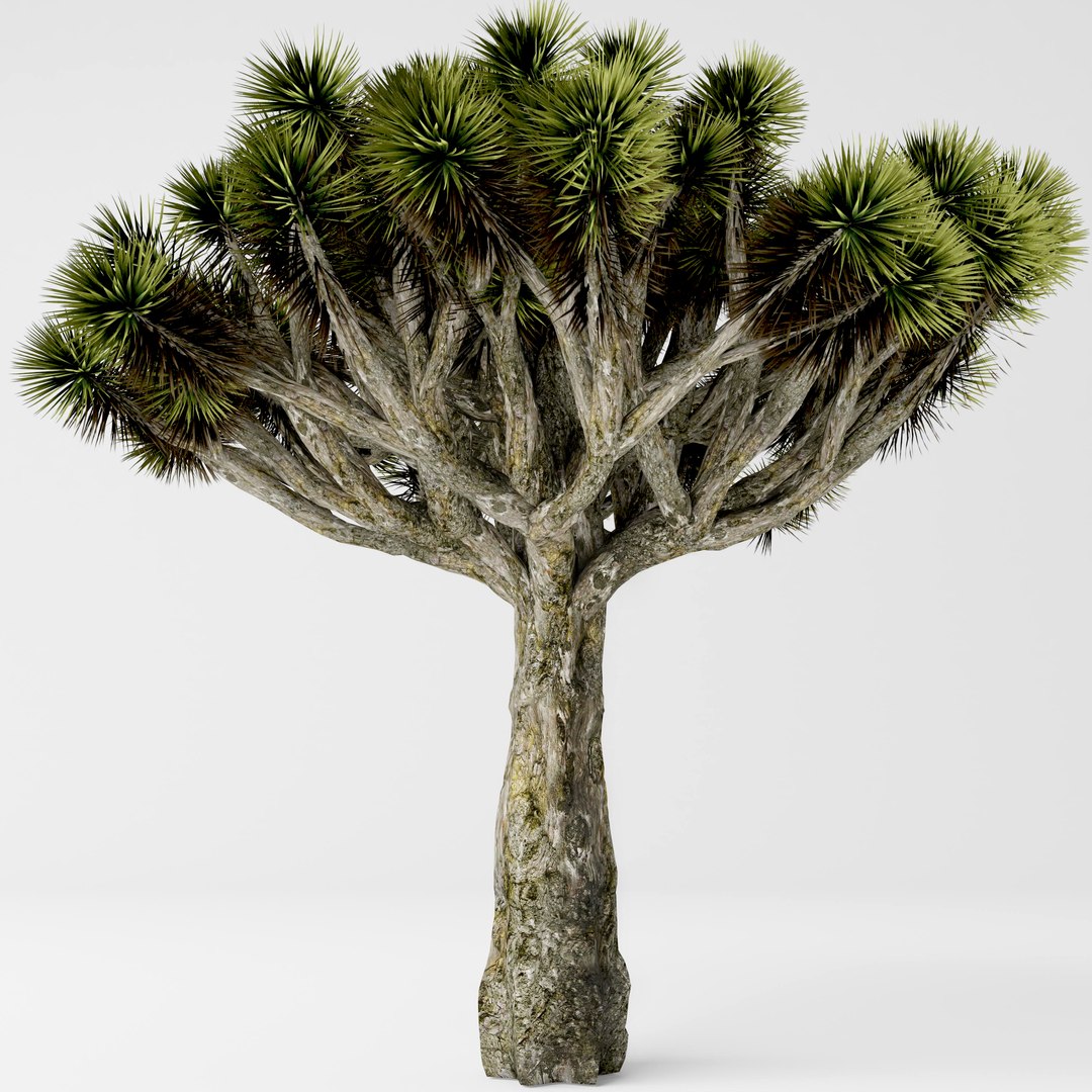 Dracaena 3D Model - TurboSquid 1405972
