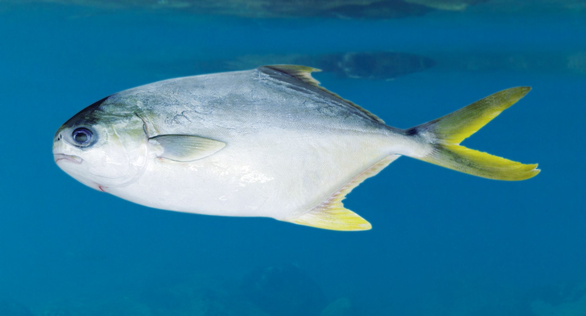 Pompano Pbr 3D Model - TurboSquid 1282783