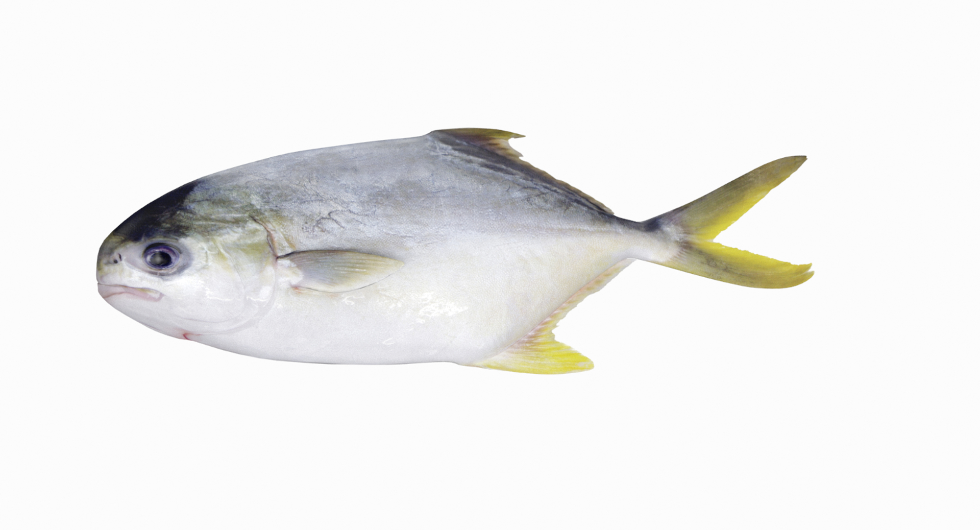 Pompano Pbr 3D Model - TurboSquid 1282783