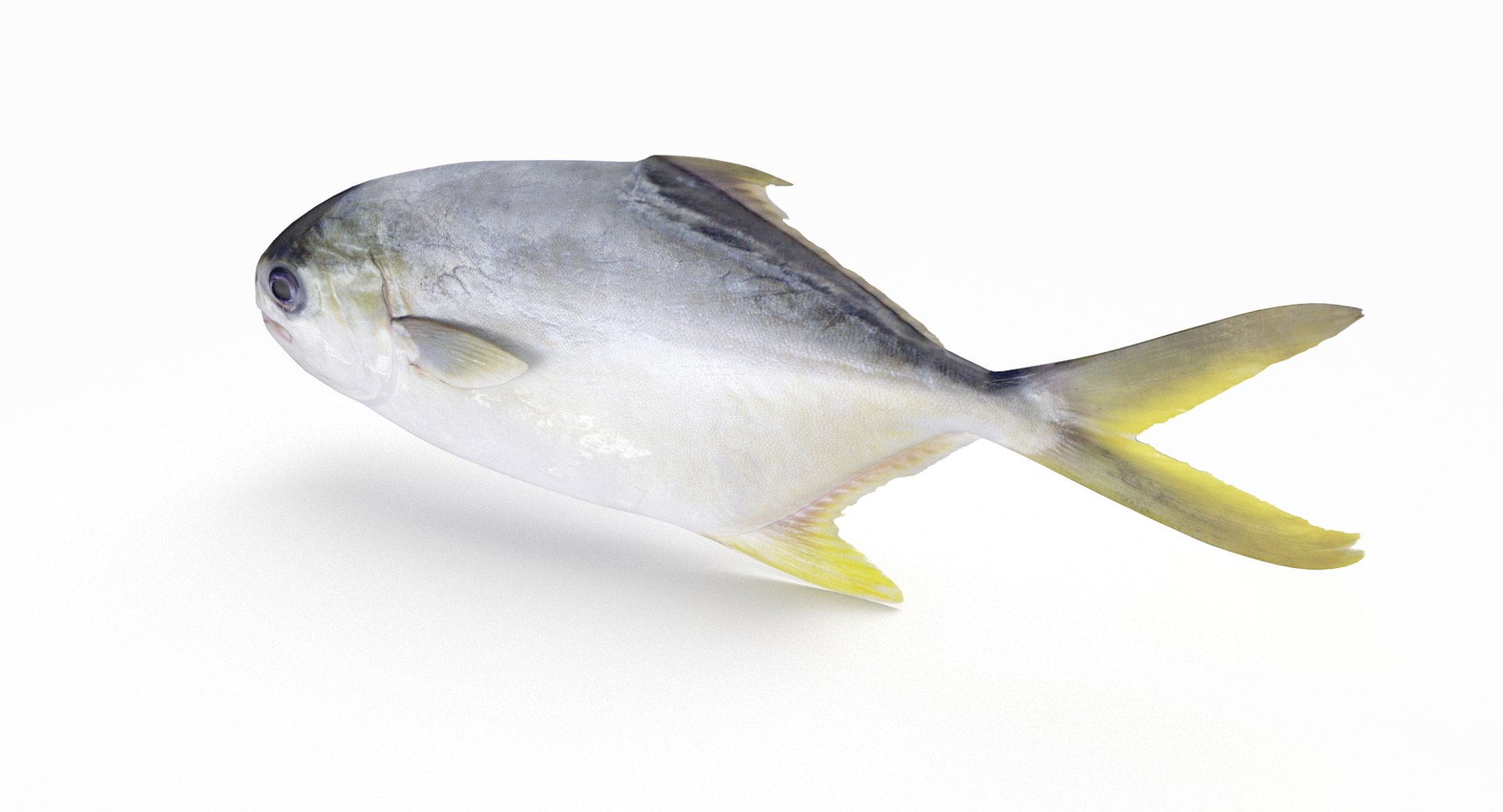 Pompano Pbr 3D Model - TurboSquid 1282783