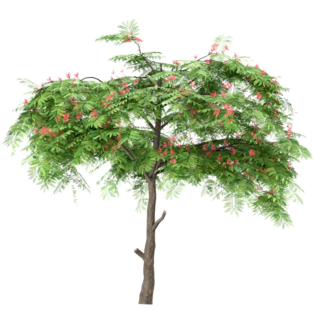 3D Set of Persian Silk or Albizia julibrissin Trees - 3 Trees ...