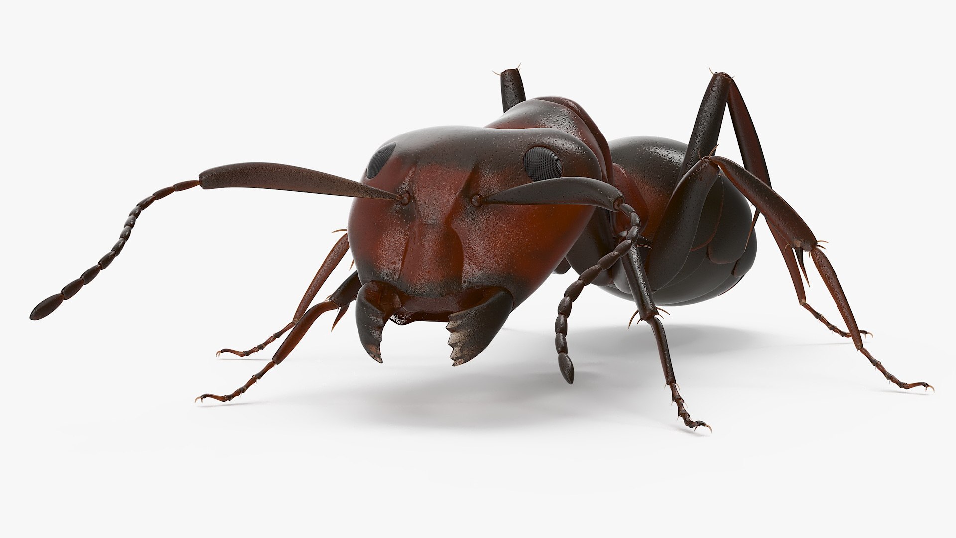 Realistic Red Ant 3D Model - TurboSquid 2329686