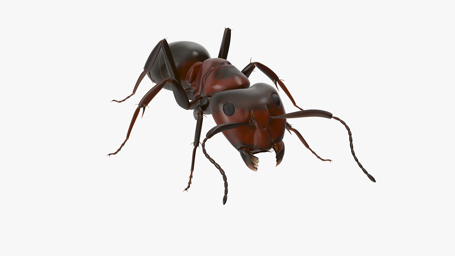Realistic Red Ant 3D Model - TurboSquid 2329686