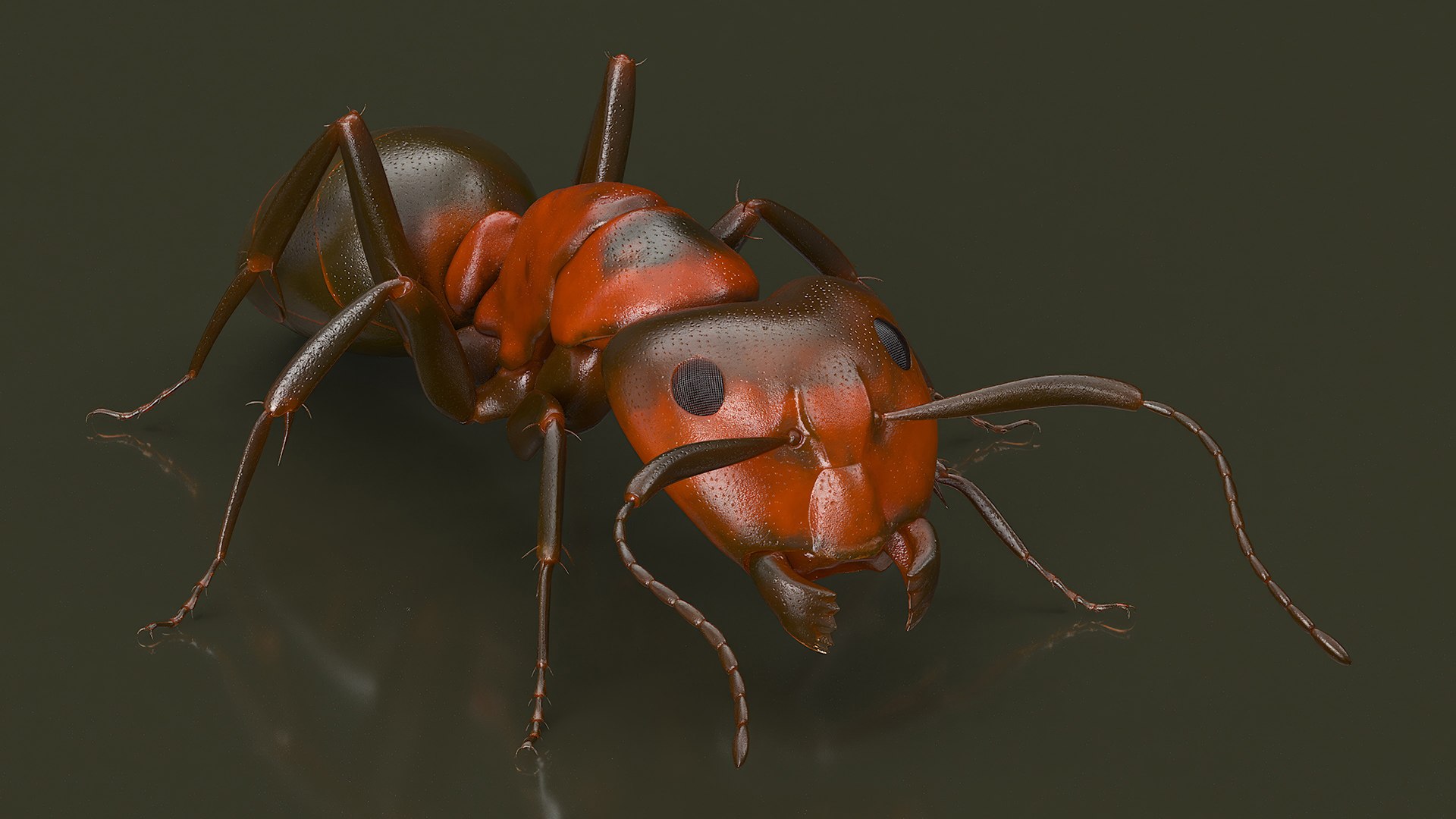 Realistic Red Ant 3D Model - TurboSquid 2329686