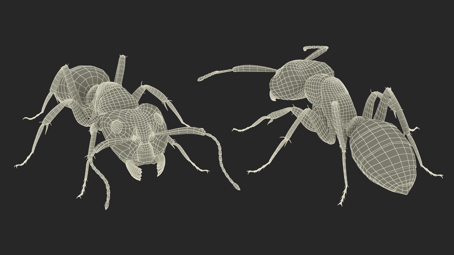 Realistic Red Ant 3D Model - TurboSquid 2329686