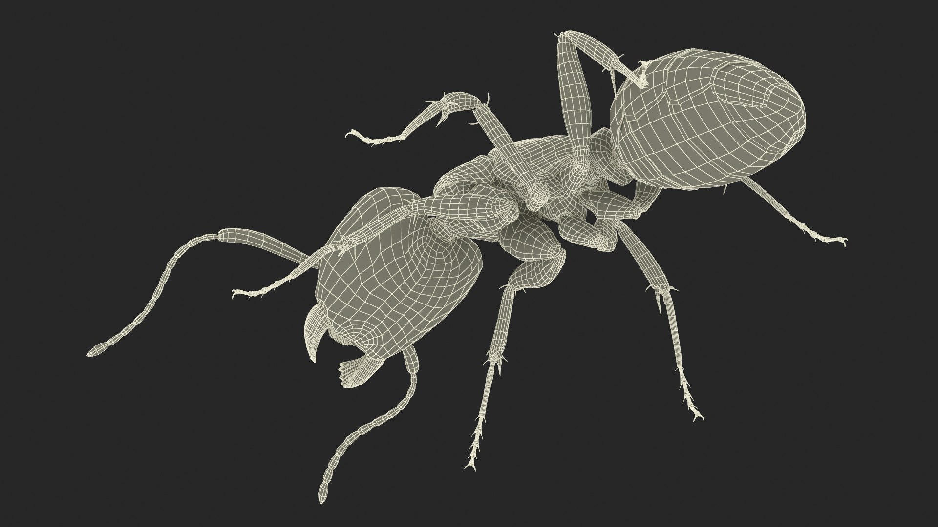 Realistic Red Ant 3D Model - TurboSquid 2329686