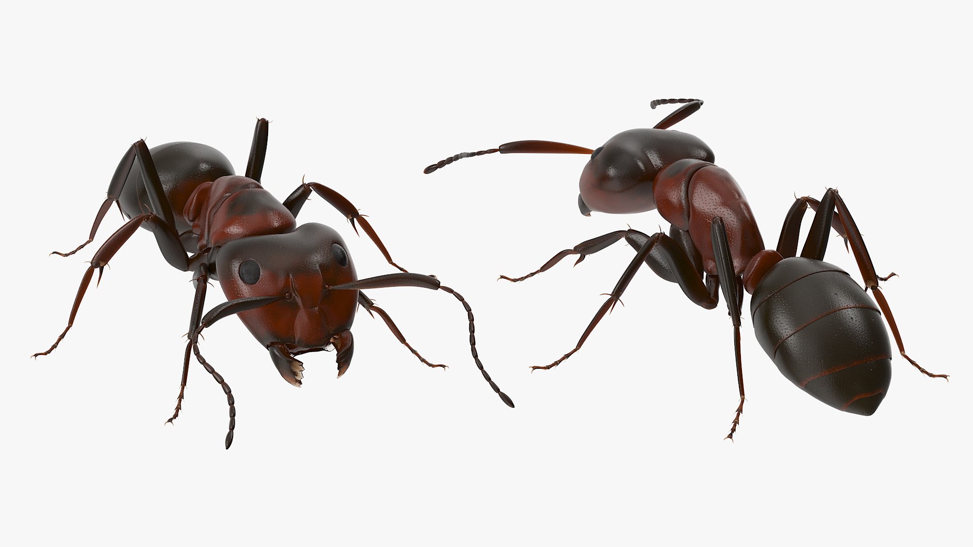 Realistic Red Ant 3D Model - TurboSquid 2329686