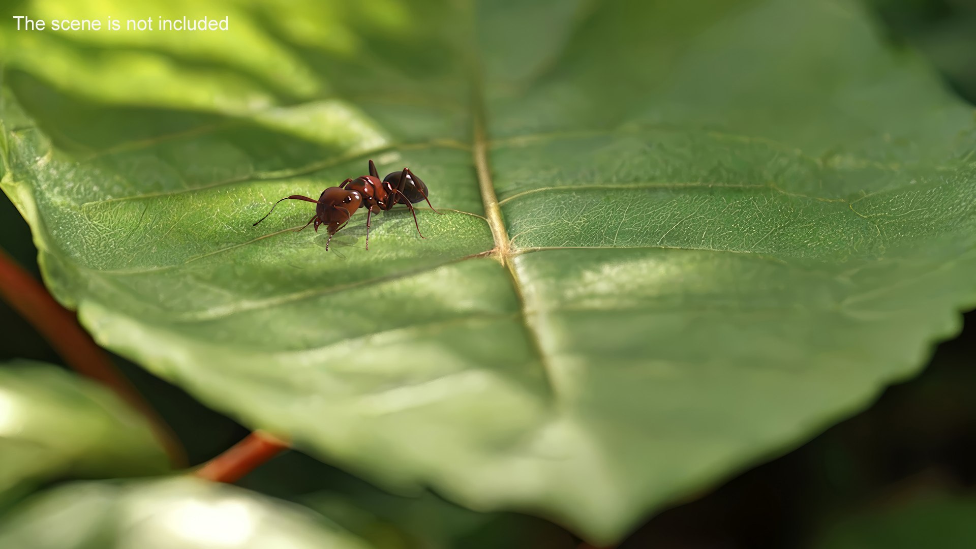 Realistic Red Ant 3D Model - TurboSquid 2329686