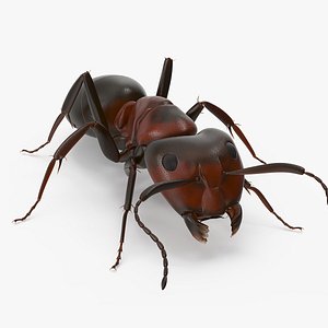3D Ant Models - Browse & Download Formats - TurboSquid