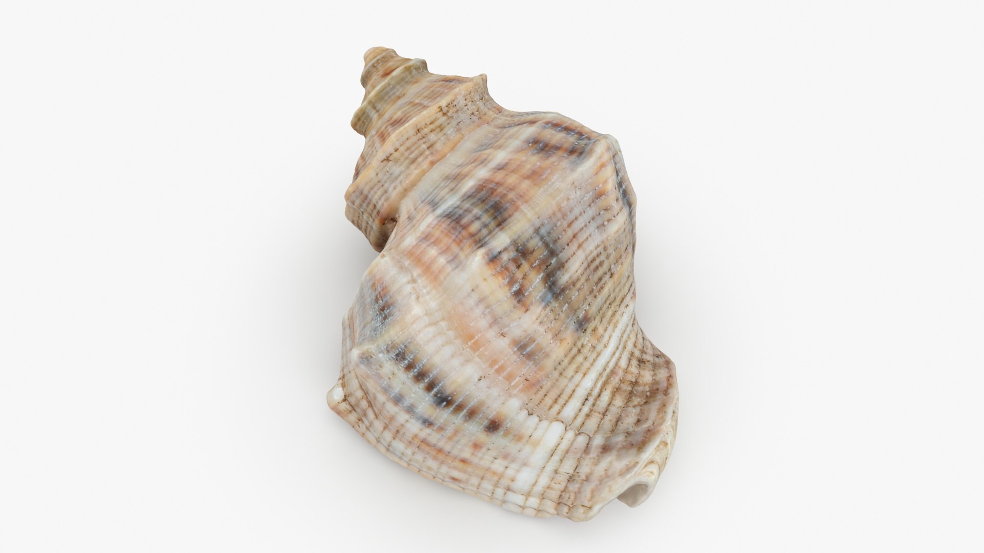 3D Cockleshell - TurboSquid 2138290