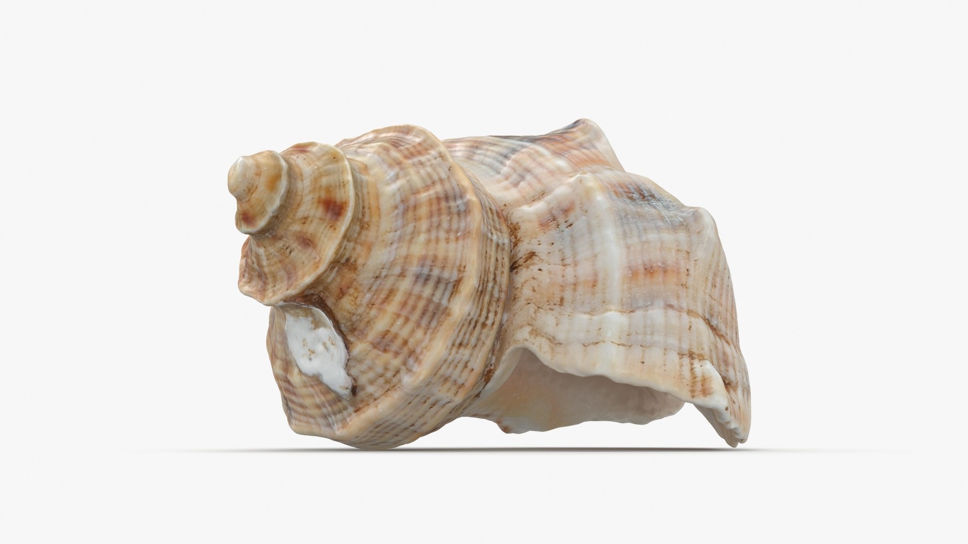 3D Cockleshell - TurboSquid 2138290