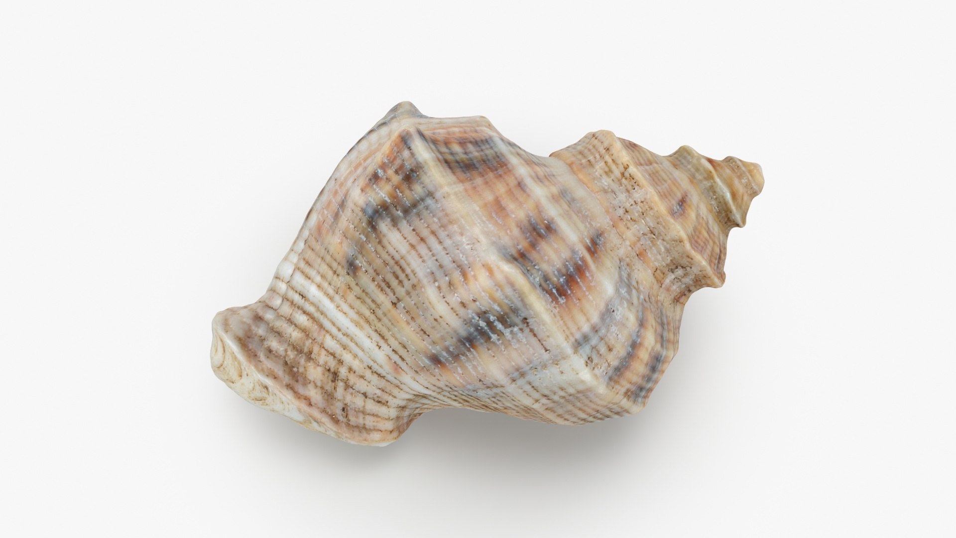 3D Cockleshell - TurboSquid 2138290