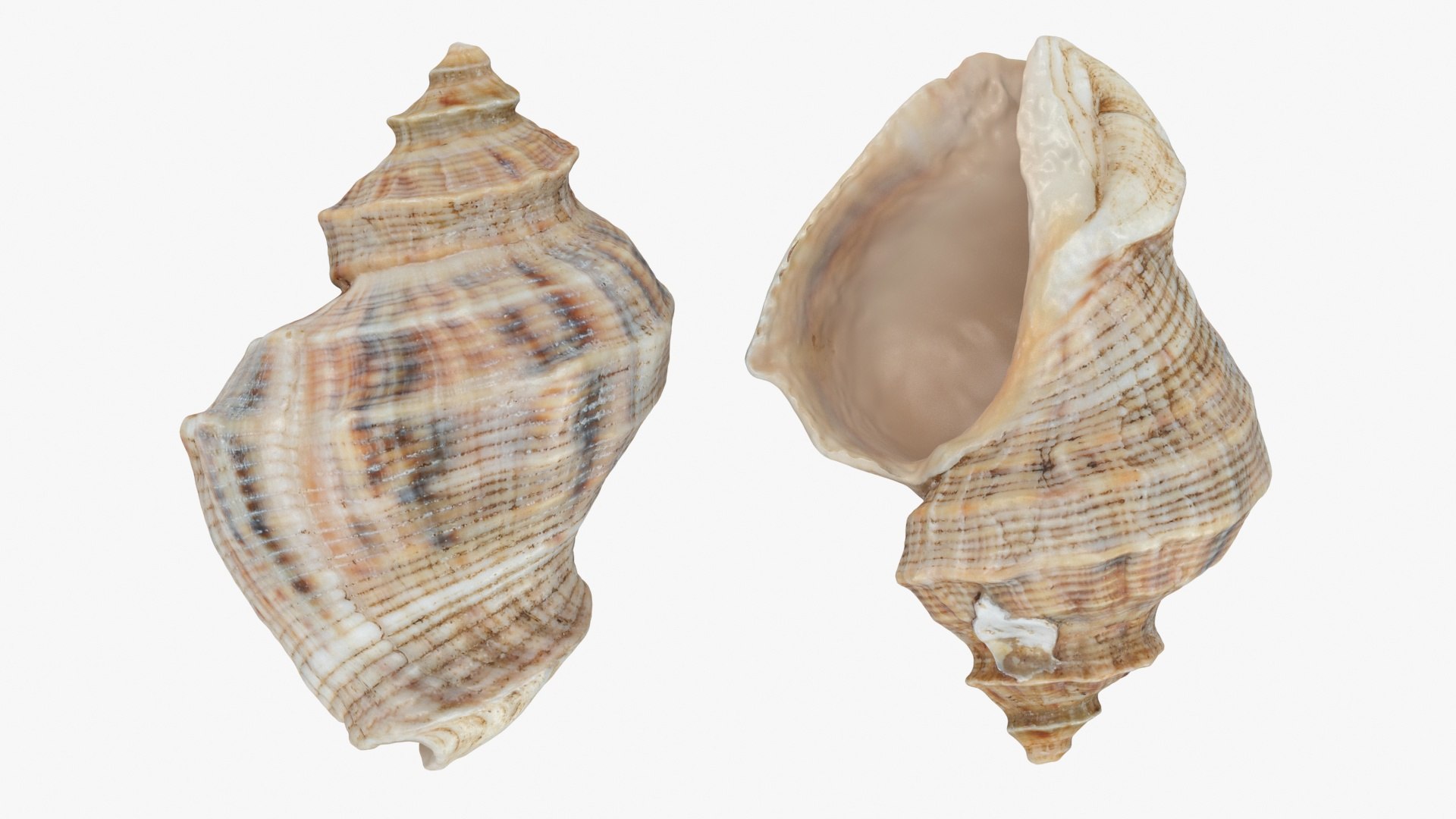 3D Cockleshell - TurboSquid 2138290