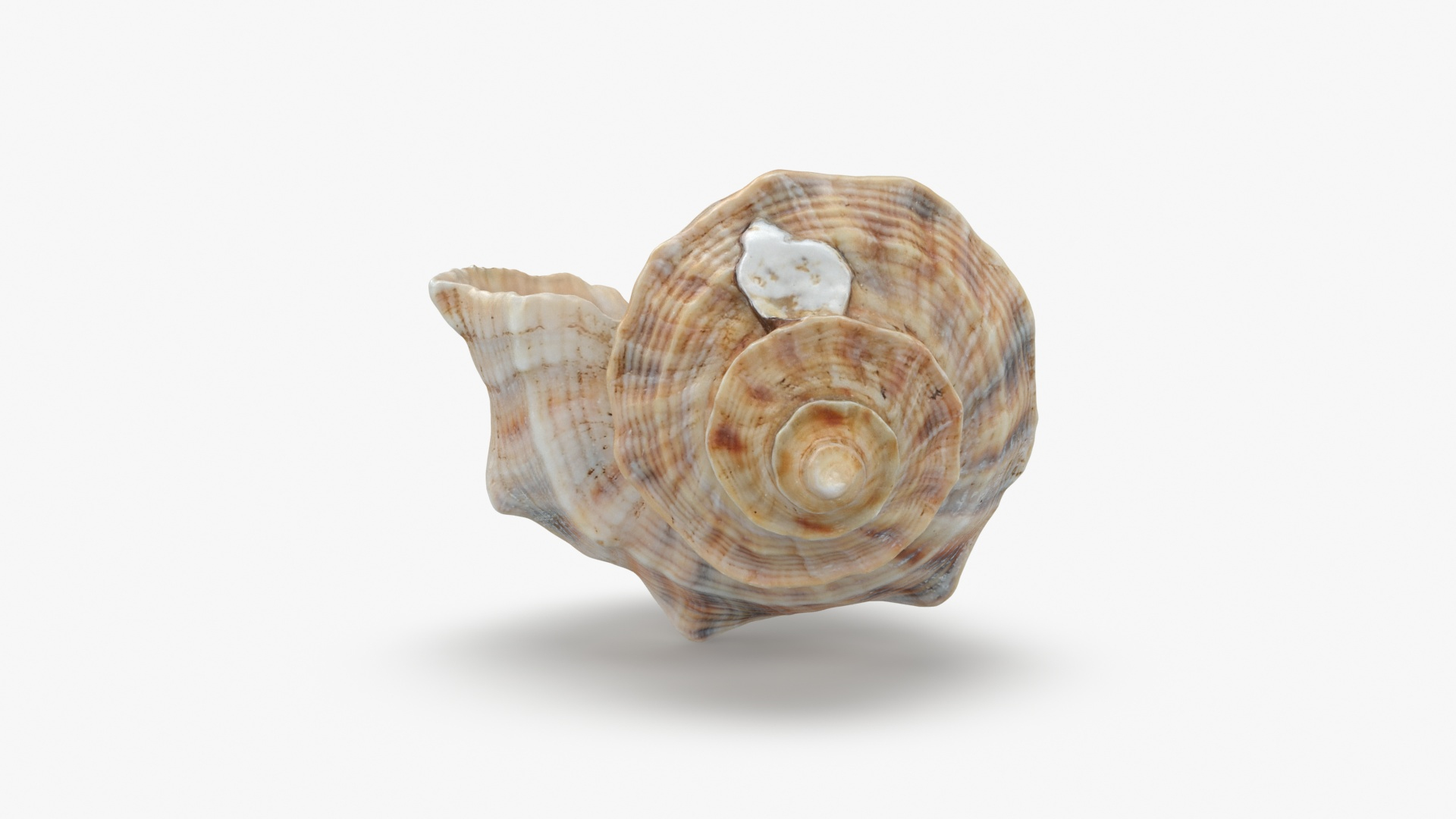 3D Cockleshell - TurboSquid 2138290