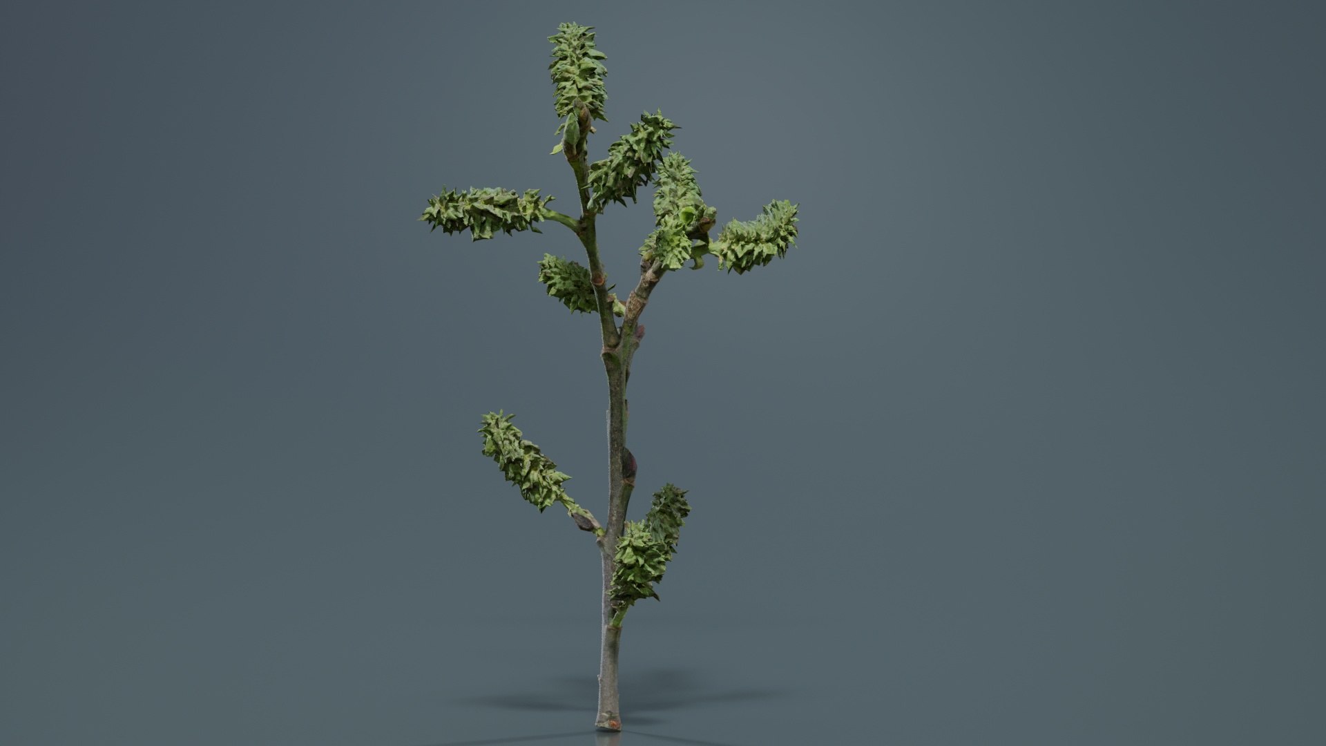 3D Model Salix Caprea Pussy Willow Salicaceae Sprout Remastered ...