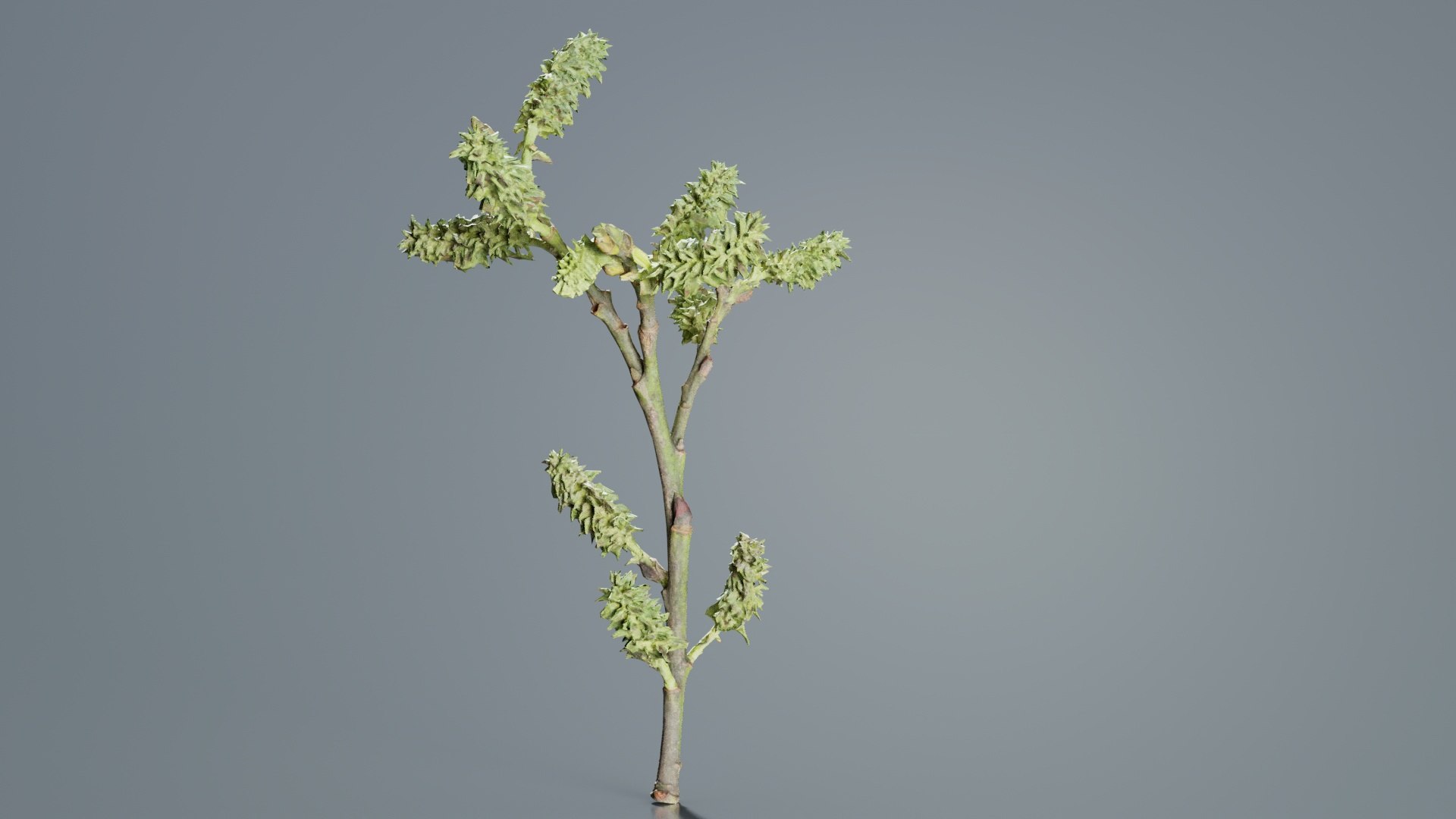 3D Model Salix Caprea Pussy Willow Salicaceae Sprout Remastered - TurboSquid 2362682