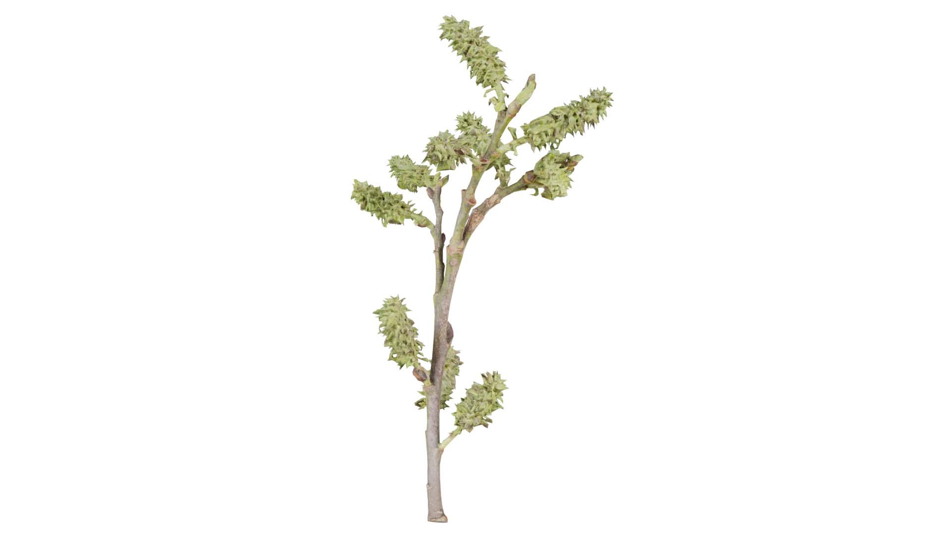 3D Model Salix Caprea Pussy Willow Salicaceae Sprout Remastered ...
