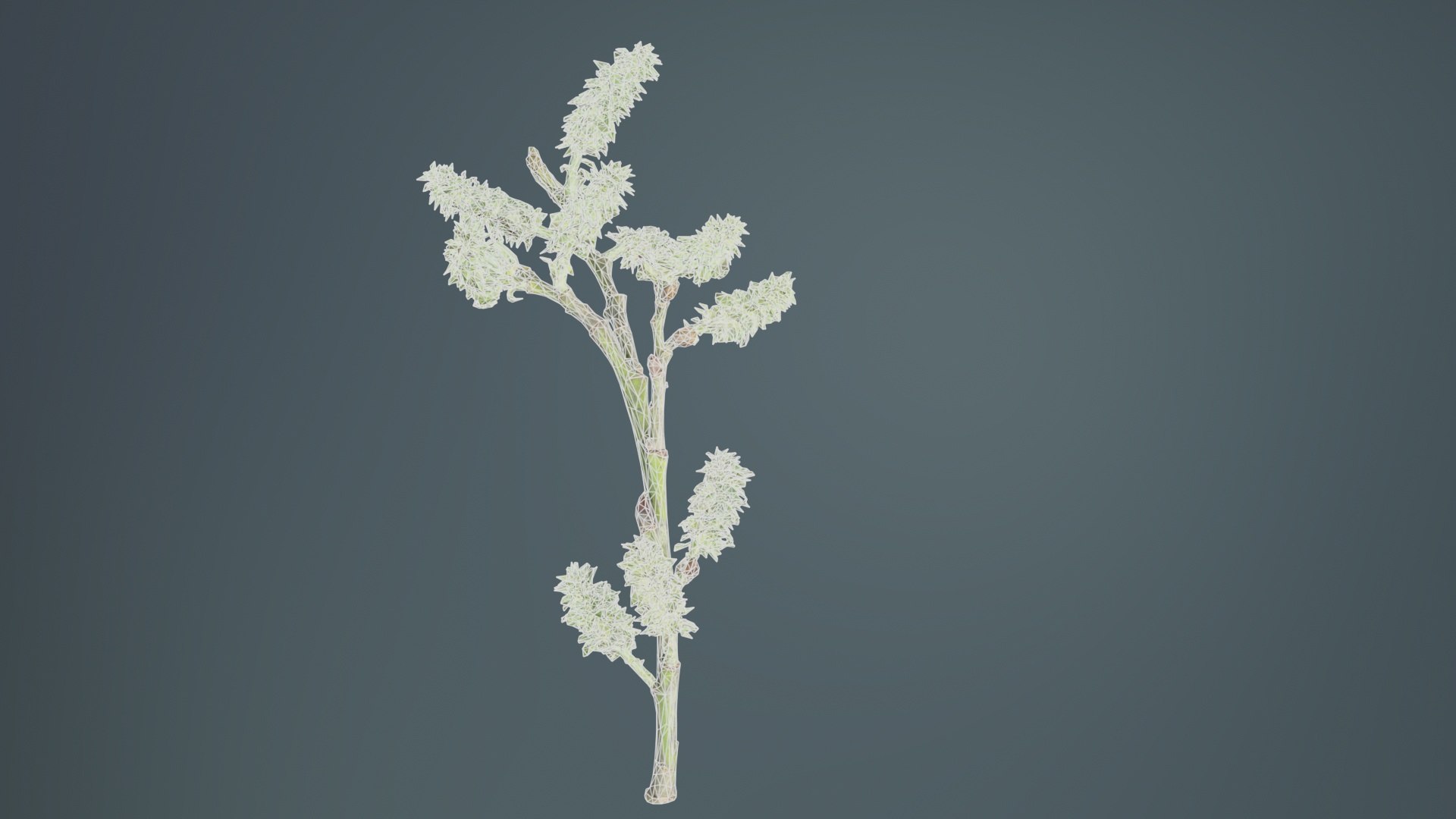 3D Model Salix Caprea Pussy Willow Salicaceae Sprout Remastered ...