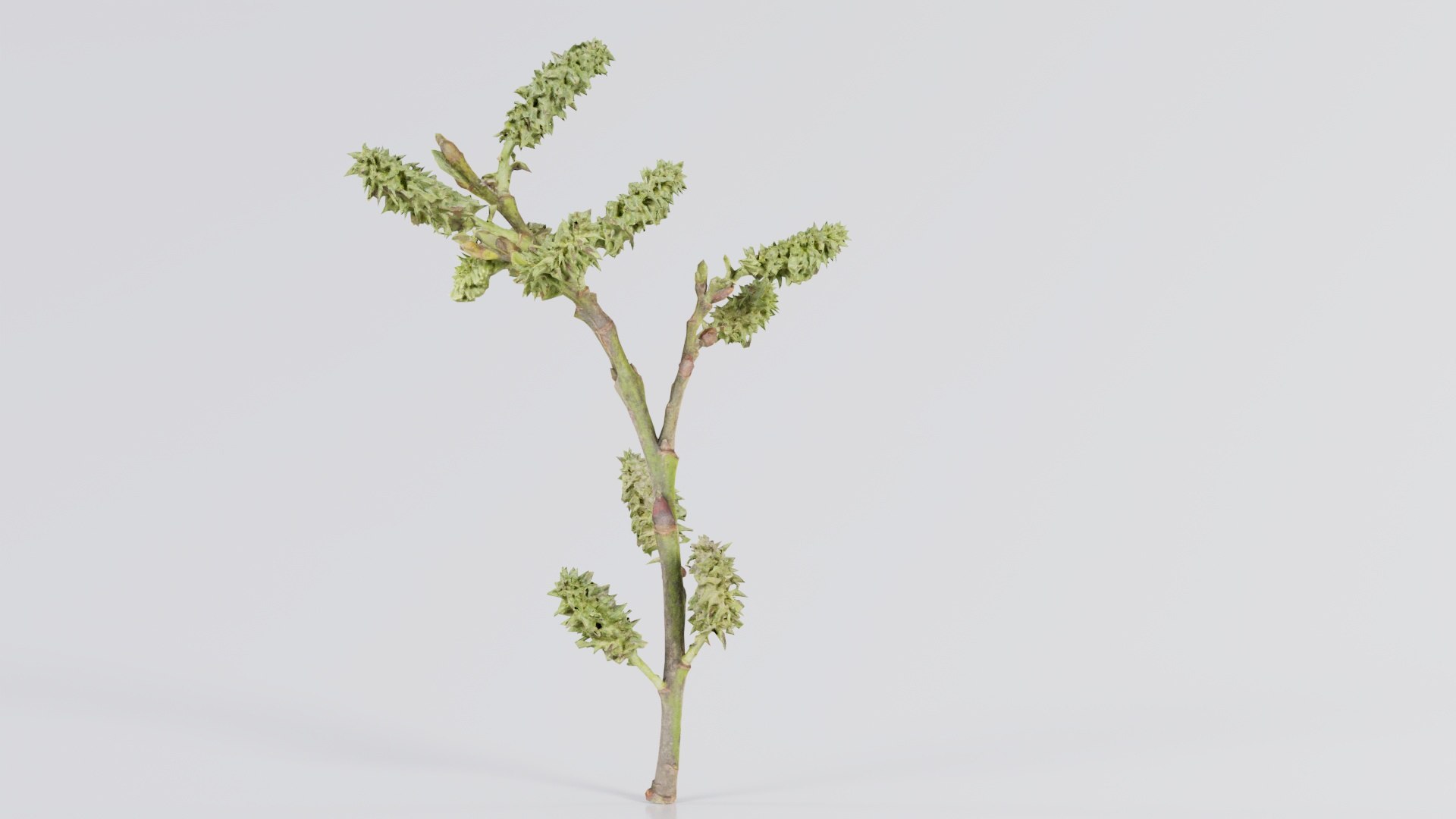 3D Model Salix Caprea Pussy Willow Salicaceae Sprout Remastered - TurboSquid 2362682