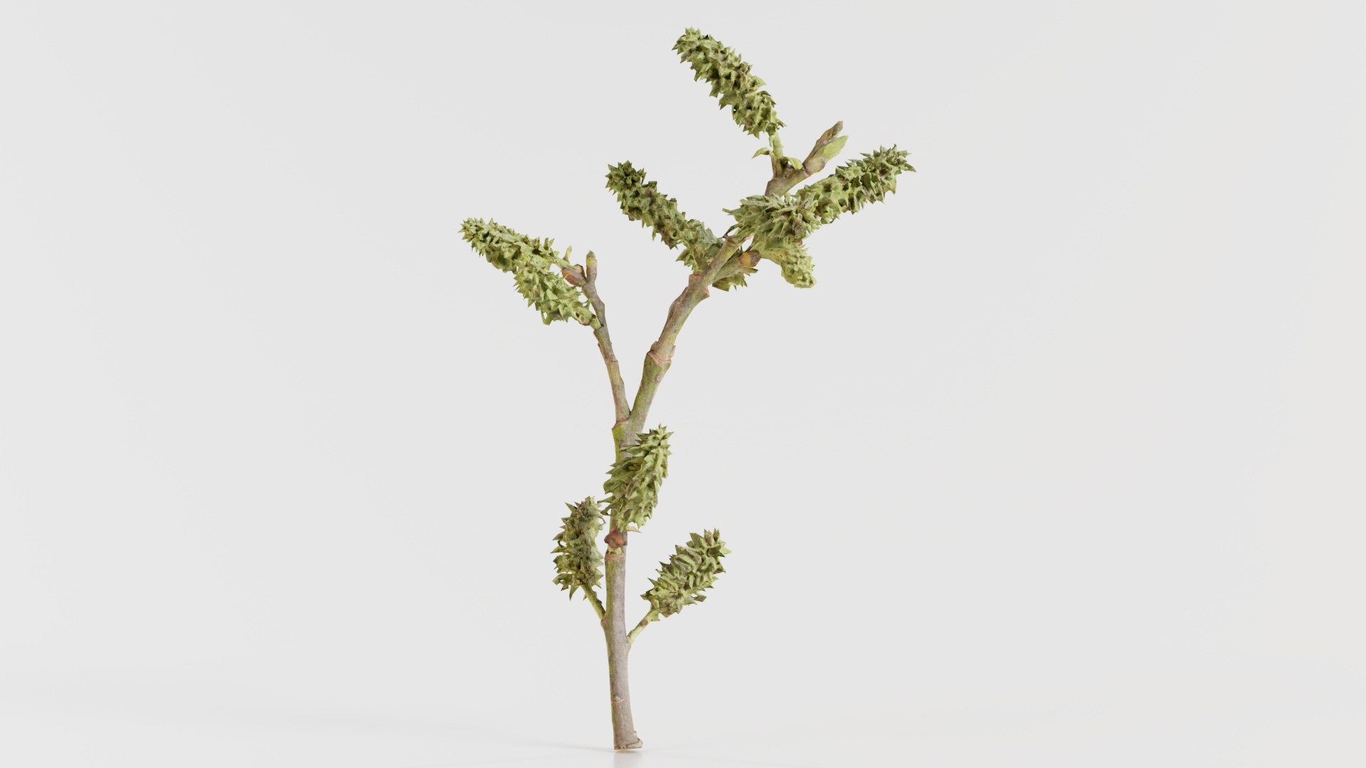 3D Model Salix Caprea Pussy Willow Salicaceae Sprout Remastered - TurboSquid 2362682