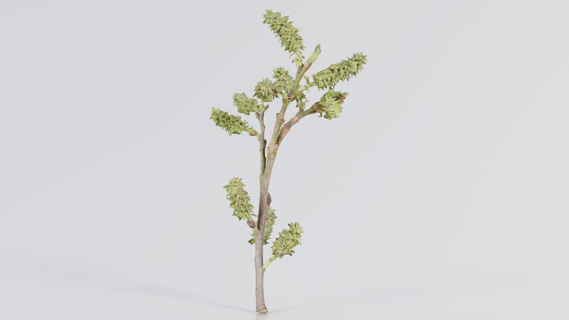 3D Model Salix Caprea Pussy Willow Salicaceae Sprout Remastered - TurboSquid 2362682