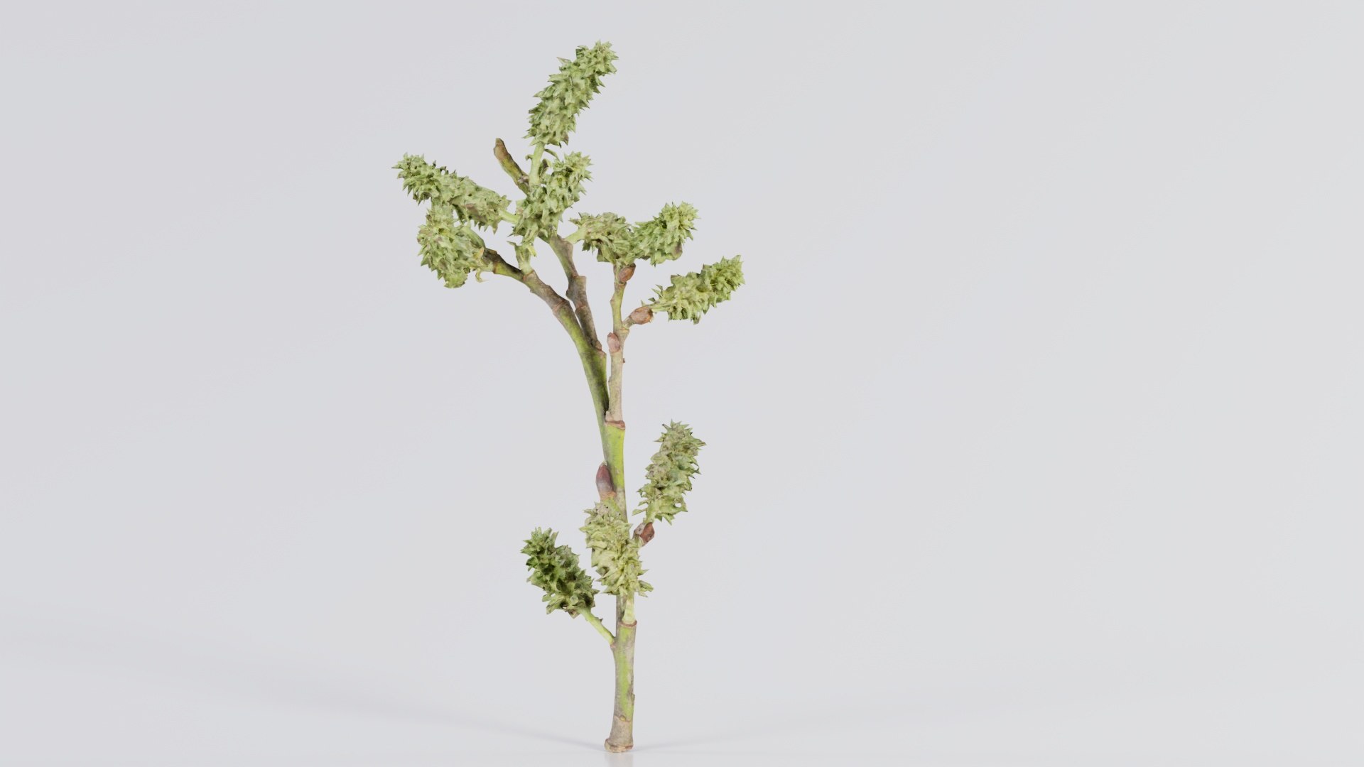 3D Model Salix Caprea Pussy Willow Salicaceae Sprout Remastered ...