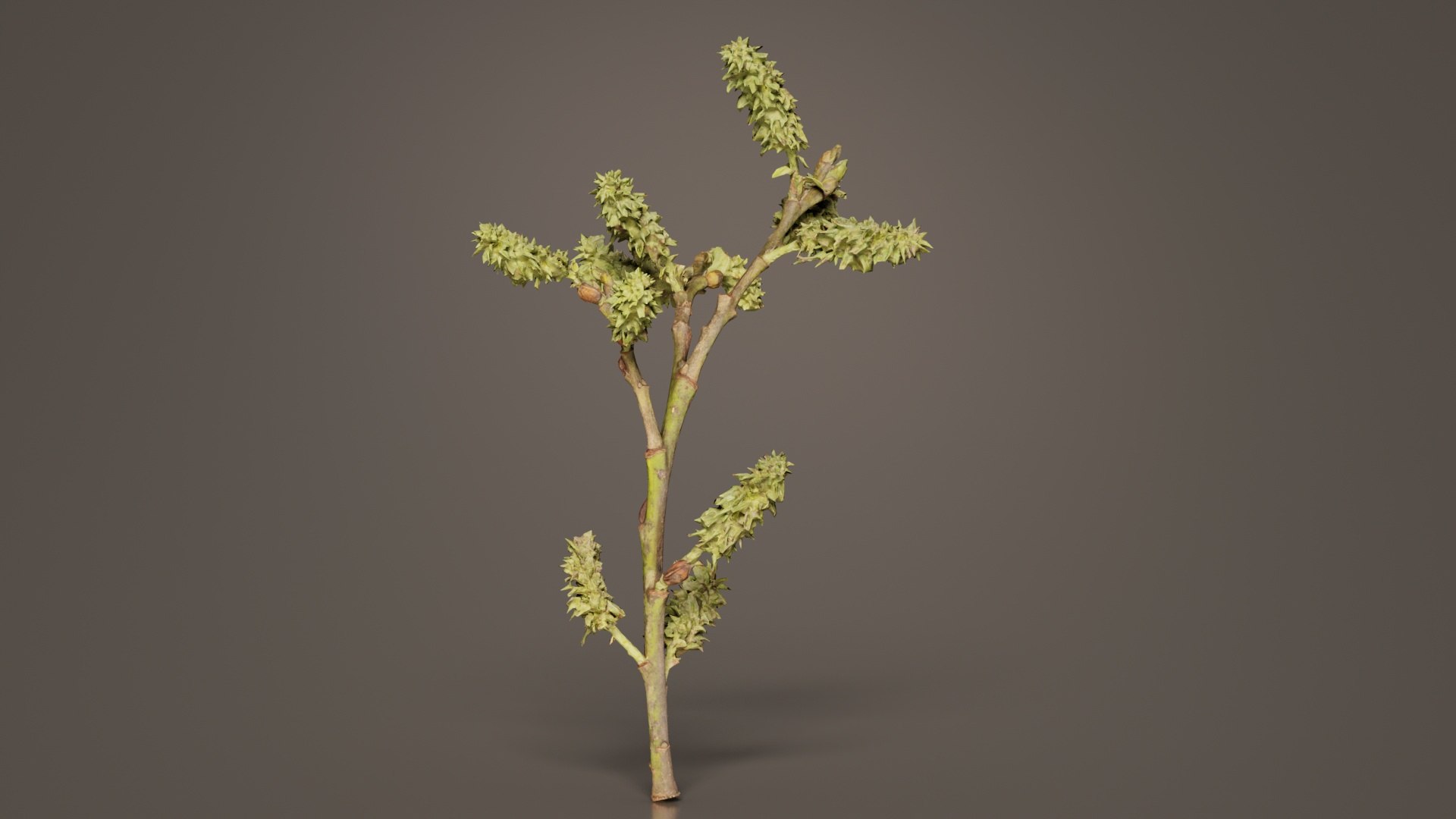 3D Model Salix Caprea Pussy Willow Salicaceae Sprout Remastered ...