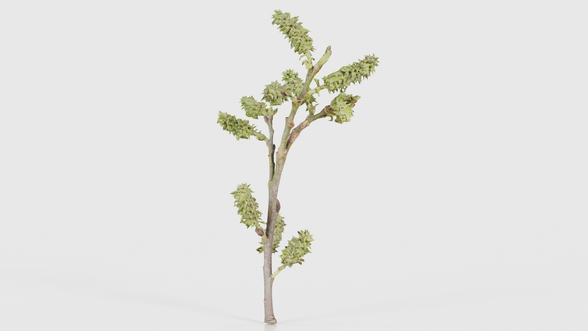 3D Model Salix Caprea Pussy Willow Salicaceae Sprout Remastered ...