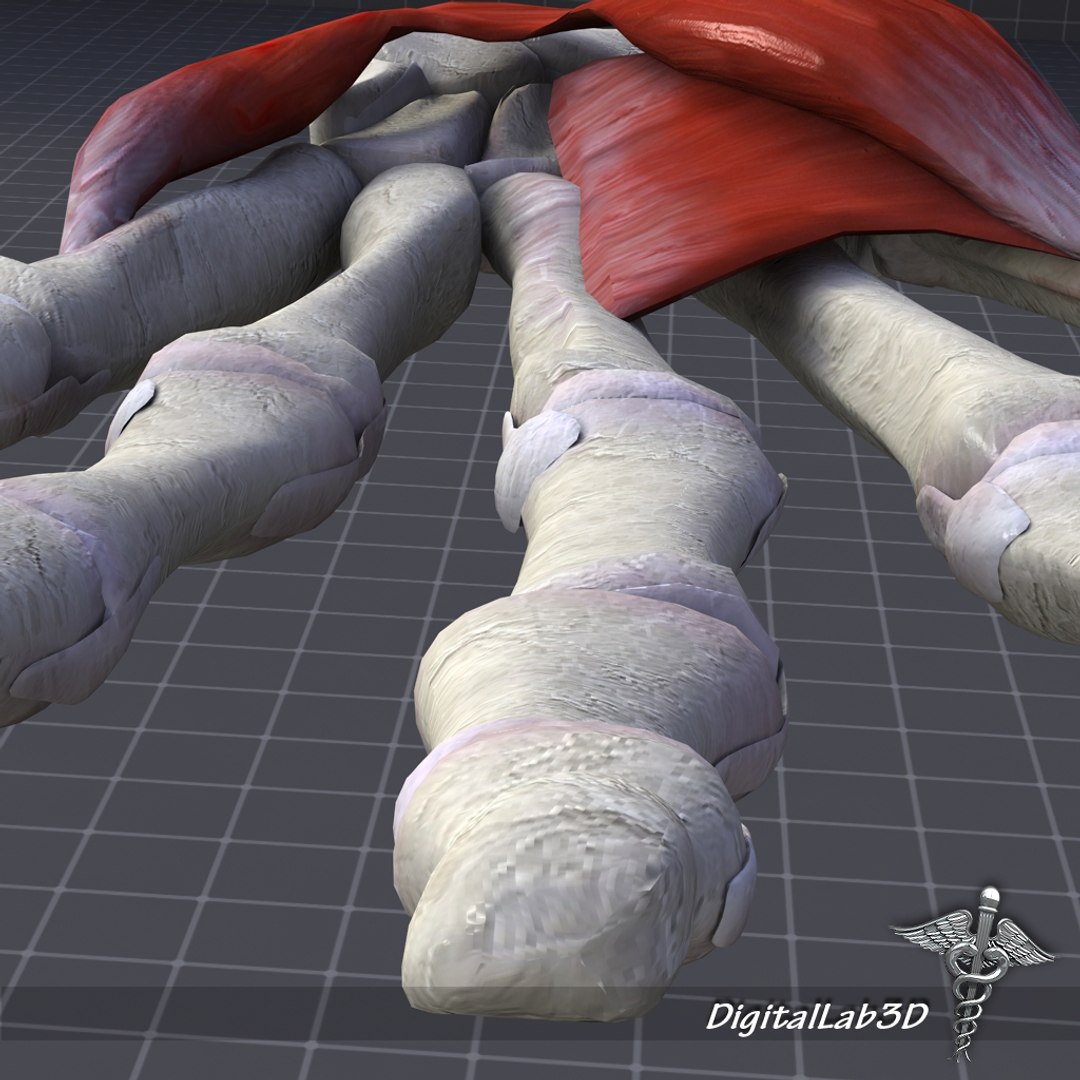Human Hand 3d Max